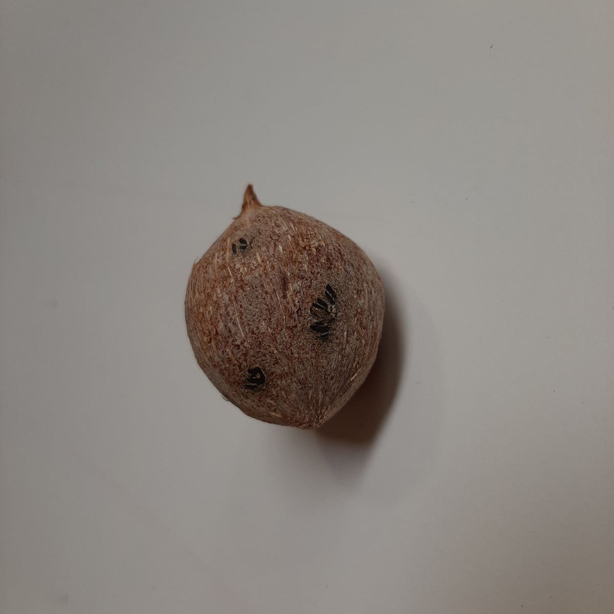 Awarra pit – FredKulturu